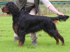 Gordon Setter Breed Standard – Windsinger Gordon Setters